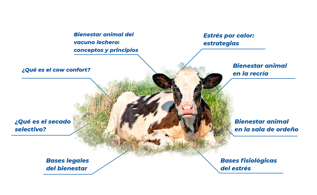 Bienestar animal del vacuno de leche | rumiNews