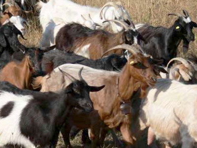 rumiNews - Especial AGALAXIA CONTAGIOSA - MSD Animal Health, Syva y Vetia