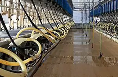 rumiNews Especial Salud y Bienestar en el Ordeño