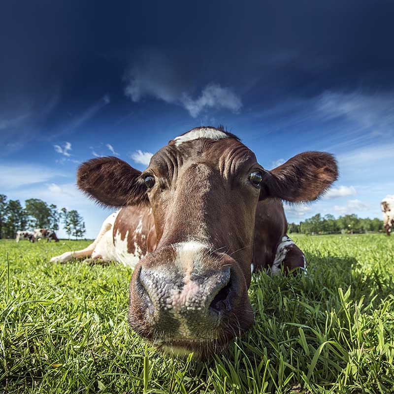 Index of /wp-content/themes/voice-child/esp-latam/img