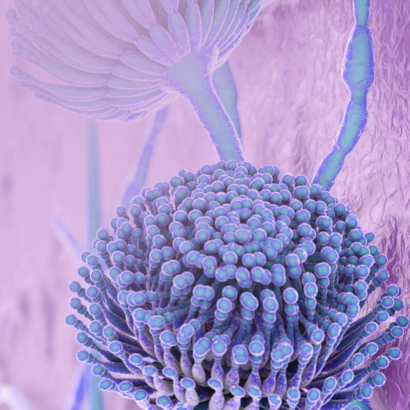 Index of /wp-content/themes/voice-child/esp-latam/img