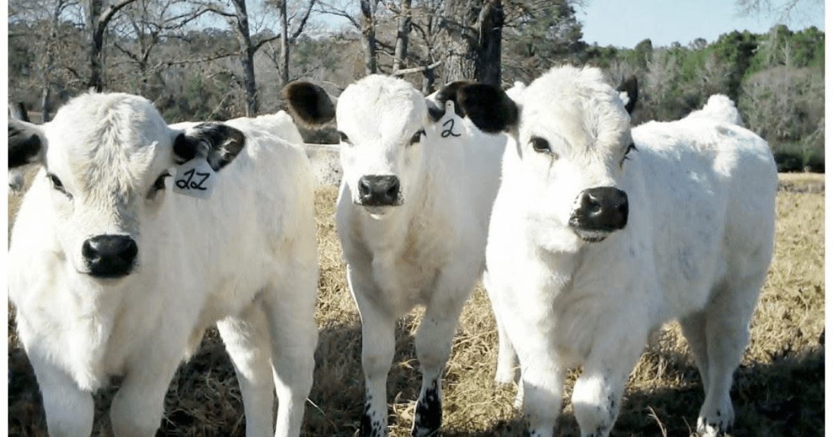 ¿Qué valoriza el ganado blanco orejinegro?